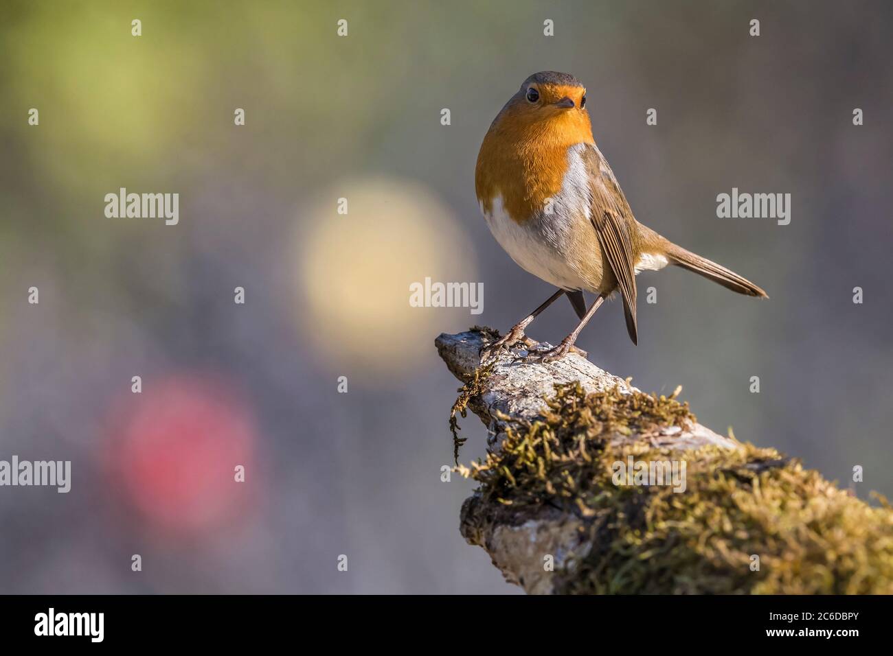 European Robin (Erithacus rubecula) in Italy Stock Photo - Alamy