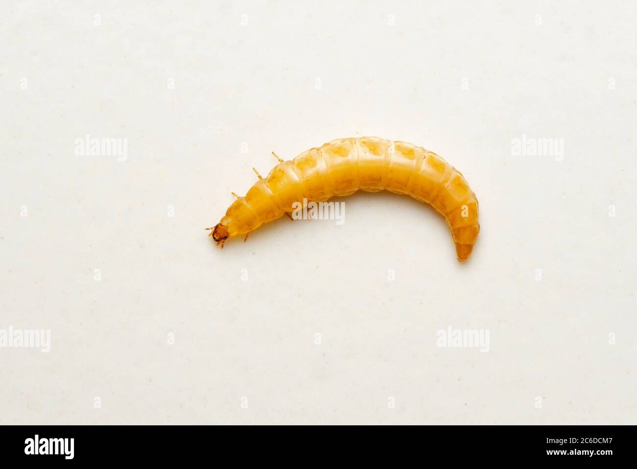 Tenebrio molitor hi-res stock photography and images - Alamy