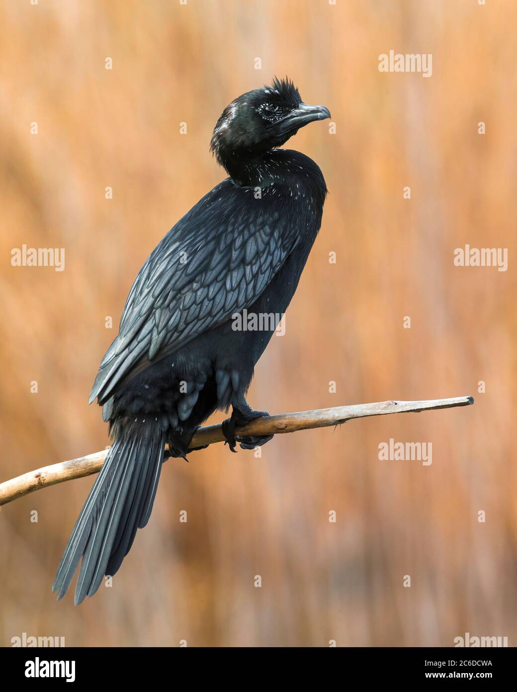 Pygmy Cormorant (Microcarbo pygmaeus) in Italy. Sitting on a branch ...