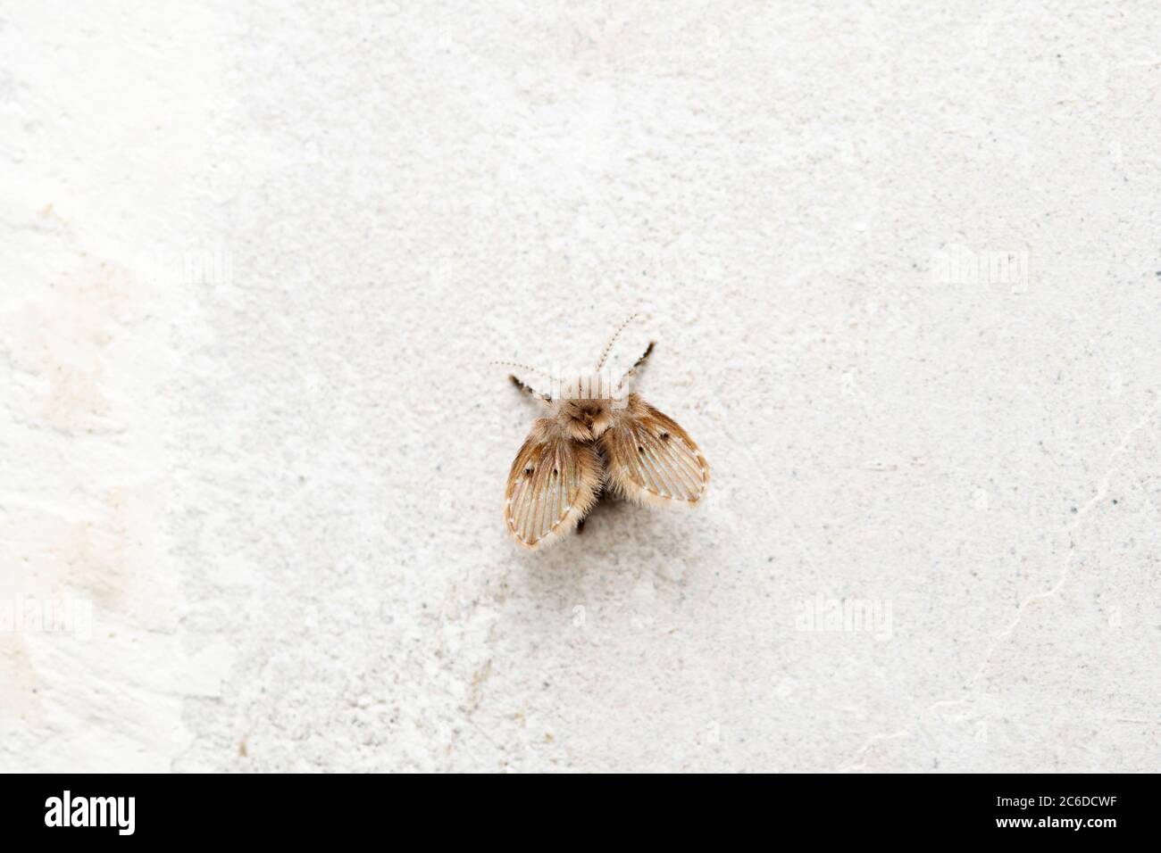 Psychodidae hi-res stock photography and images - Alamy