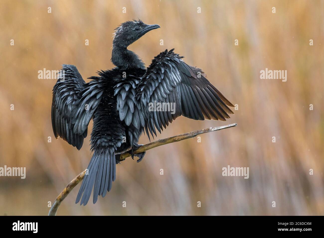 Pygmy Cormorant (Microcarbo pygmaeus) in Italy. Sitting on a branch ...