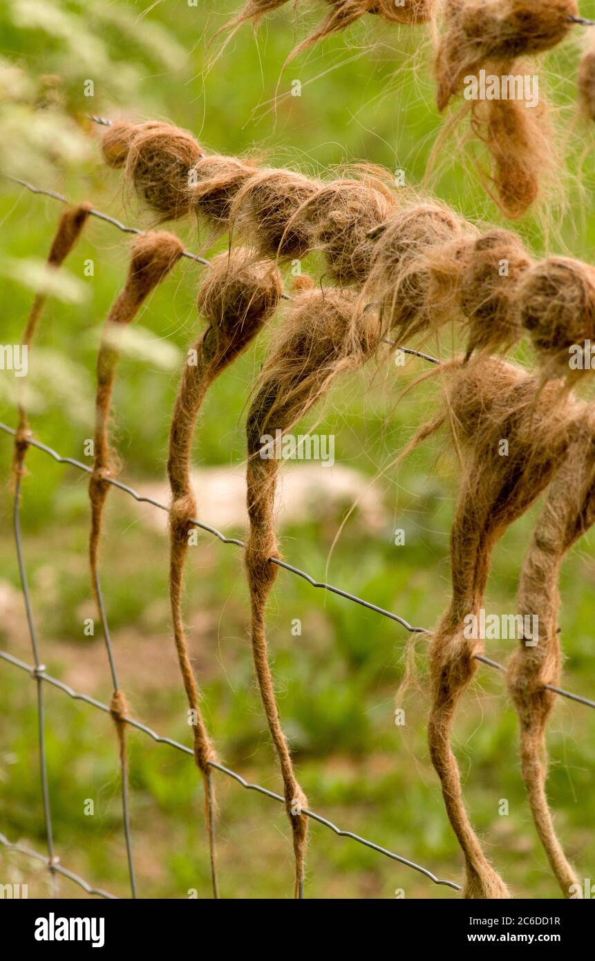 Highland Cattle hair on barbed wire Stock Photo - Alamy