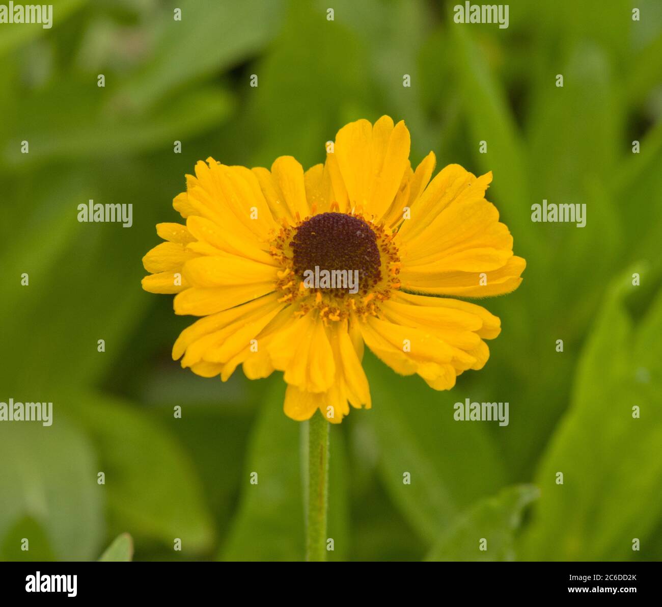 Helenium 'The Bishop' Stock Photo - Alamy