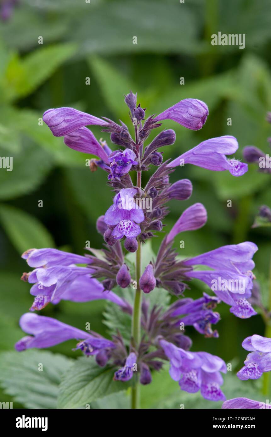 Blue nepeta hi-res stock photography and images - Alamy