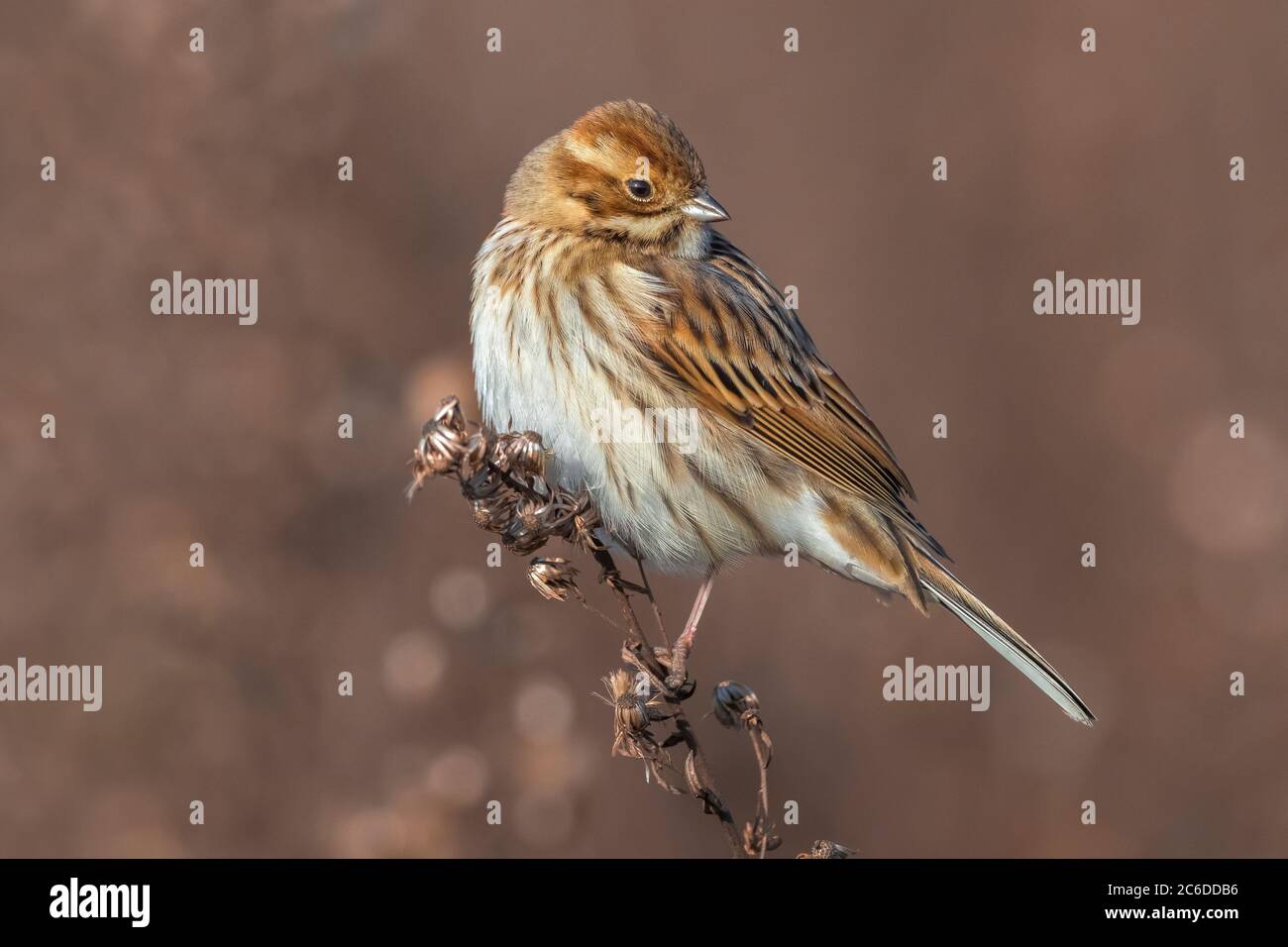Female European Reed Bunting (Emberiza schoeniclus) wintering in Italy ...