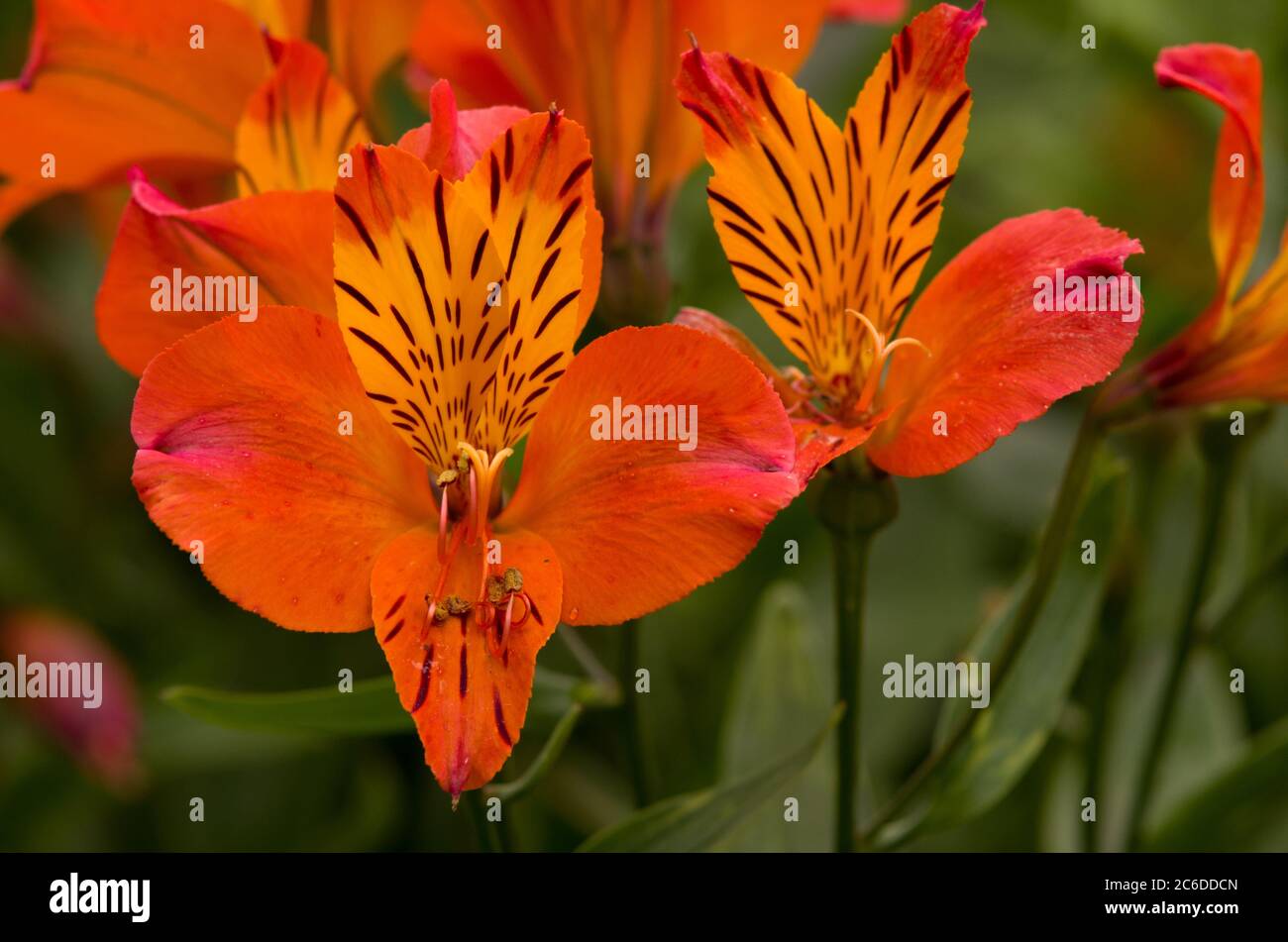 Flaming star hi-res stock photography and images - Alamy