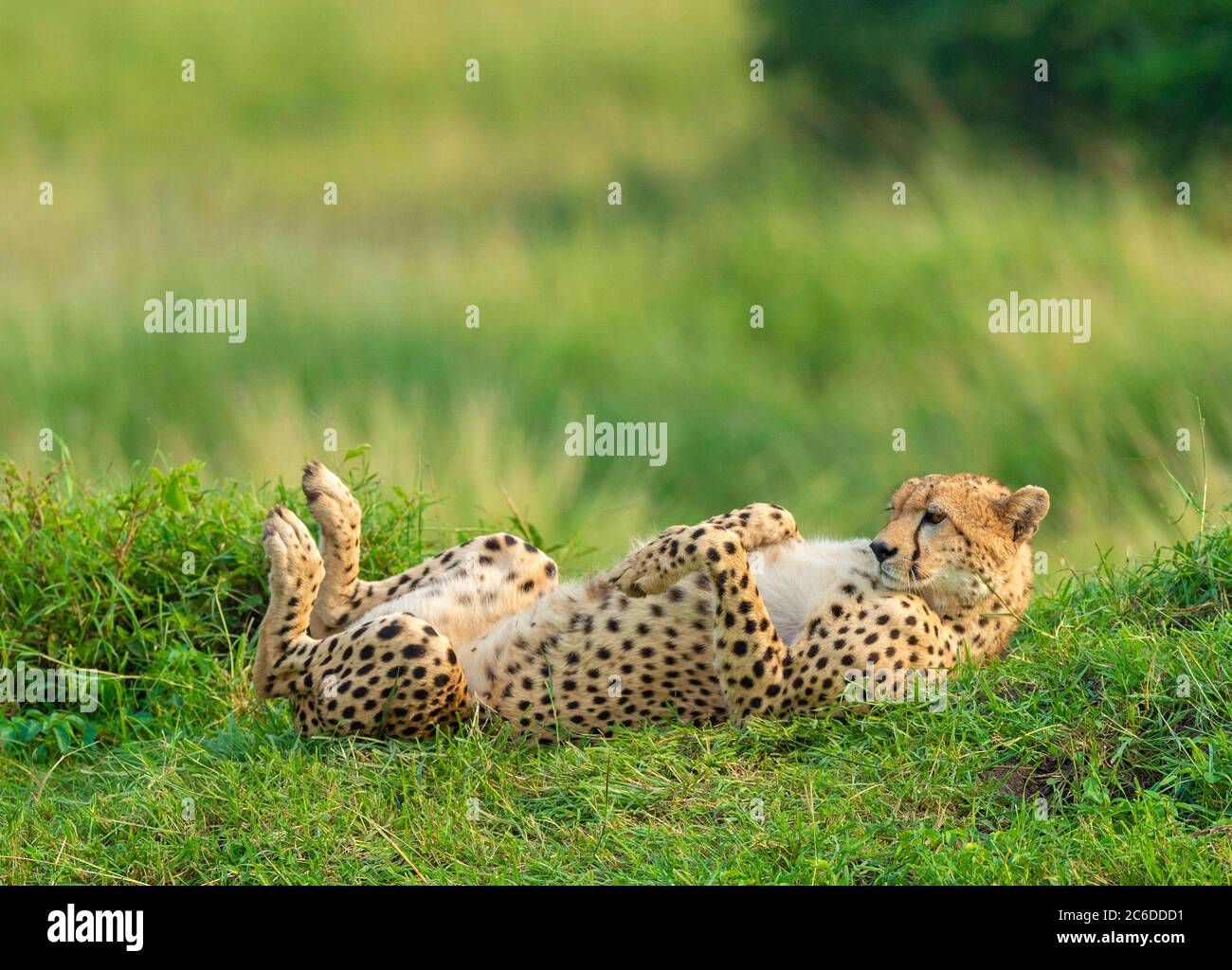 Cheetah lying on back, Acinonyx jubatus, Maasai Mara National Reserve ...