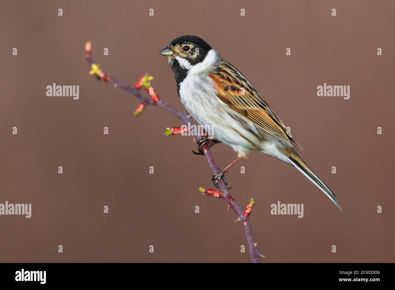 Male European Reed Bunting (Emberiza schoeniclus) perched on a branch ...