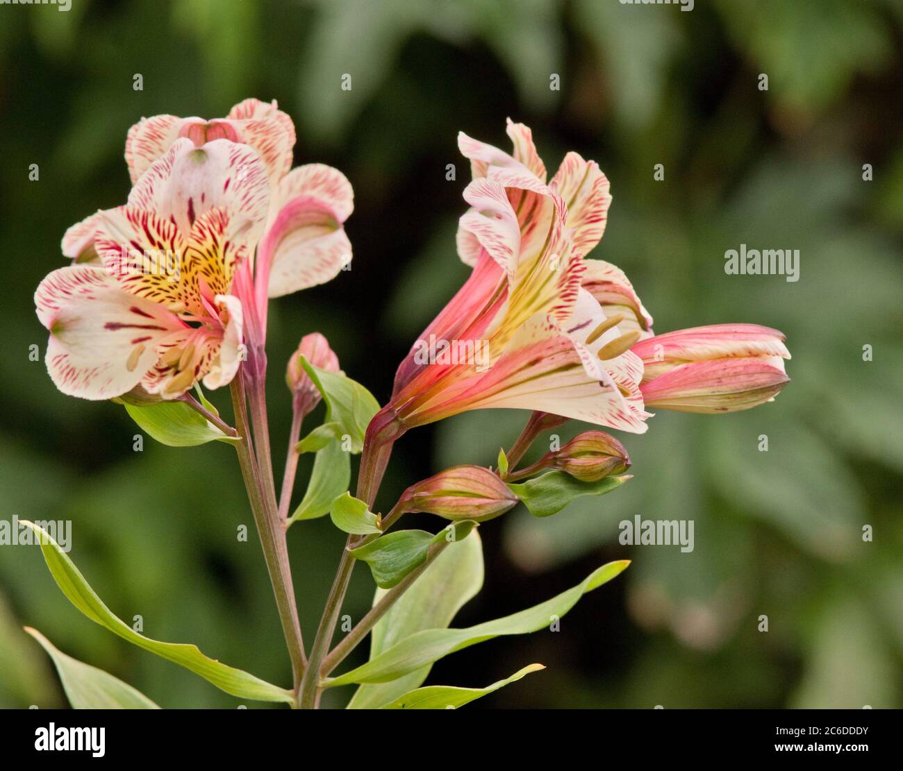 Elvira hi-res stock photography and images - Alamy