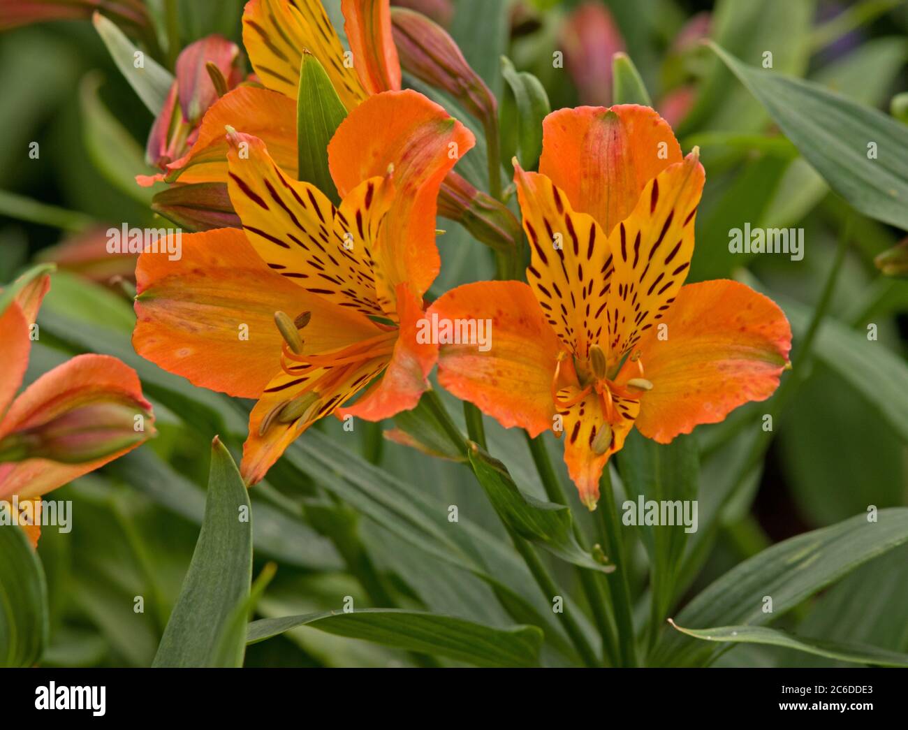 Alstroemeria 'Orange Supreme Stock Photo - Alamy