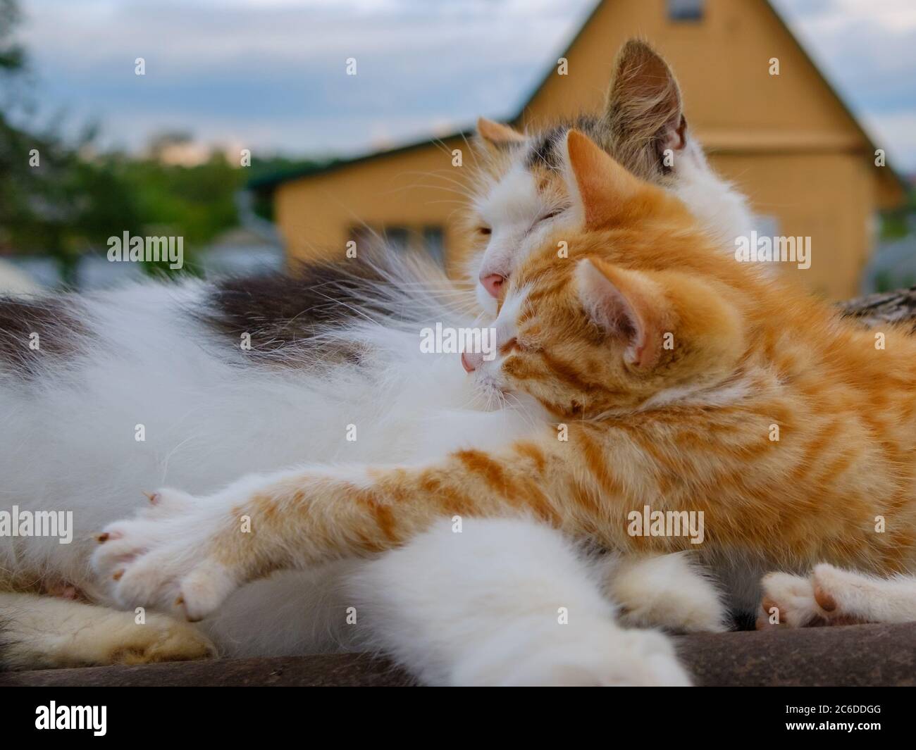 Fluffy multi-colored mom cat gently hugs a red kitten. A family of cats ...