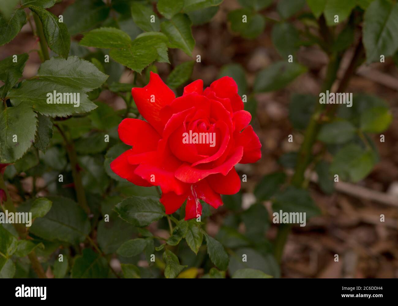 Rose flower border hi-res stock photography and images - Alamy