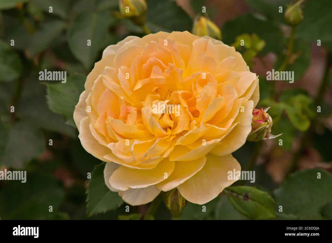 Molineux hi-res stock photography and images - Alamy