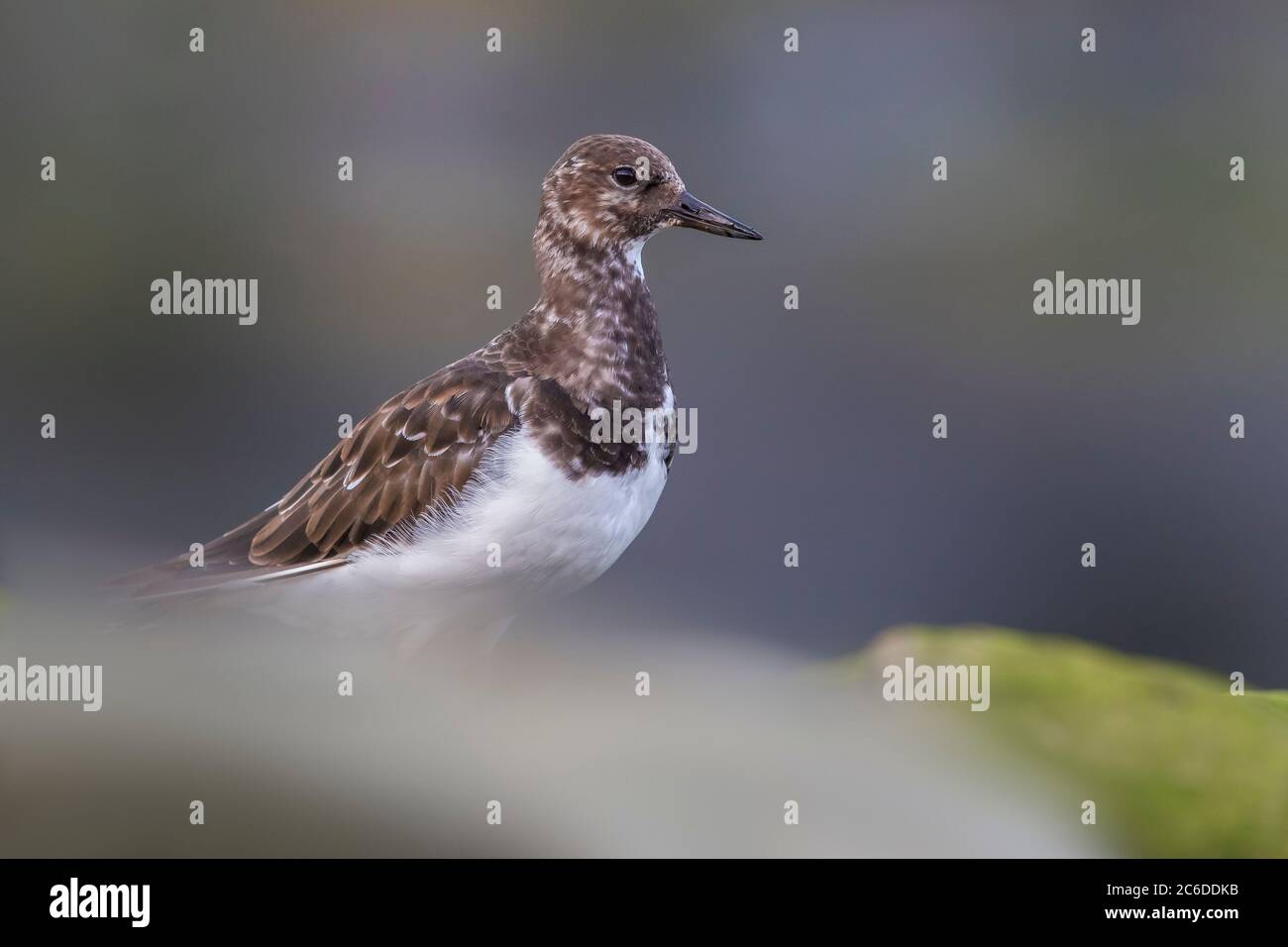 Juvenile turnstone arenaria interpres on hi-res stock photography and ...
