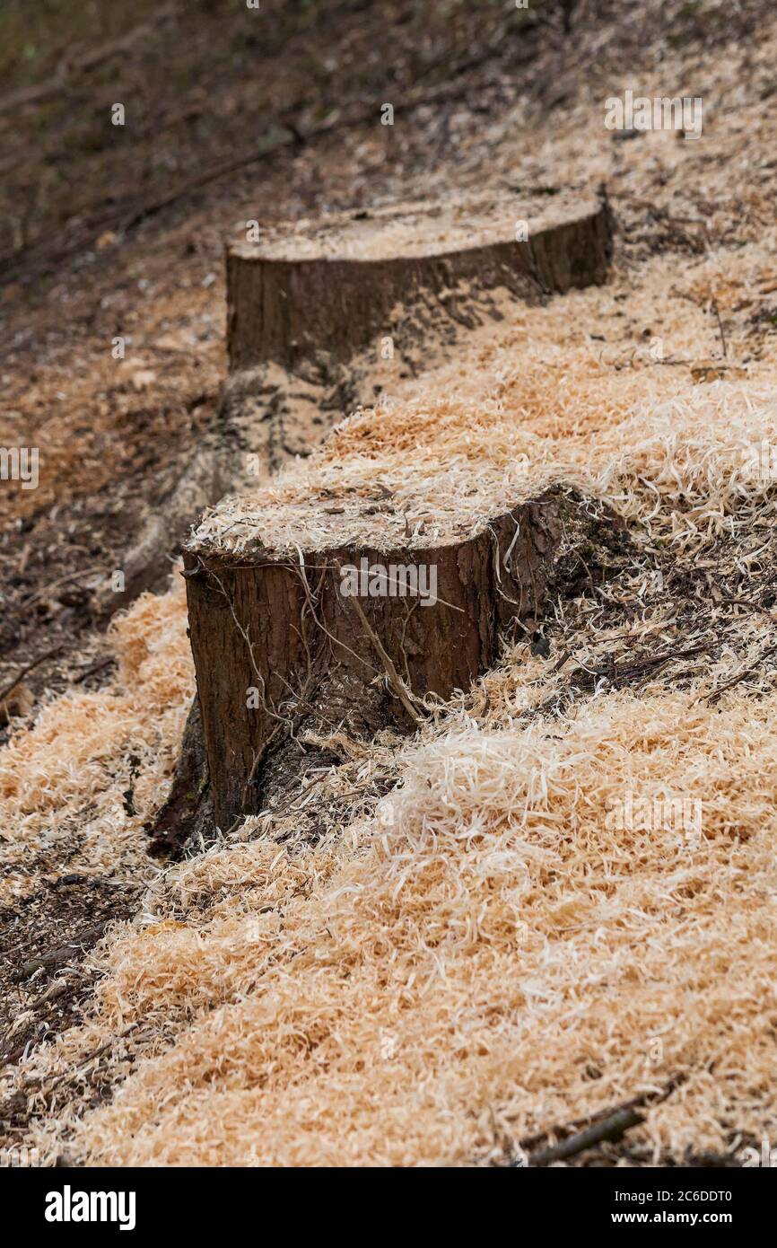Forest tree stumps felled by the logging timber industry Stock Photo ...
