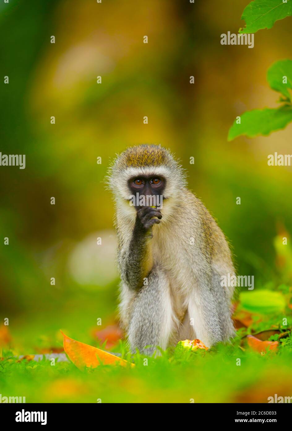 Vervet Monkey, old world monkey, Chlorocebus pygerythrus, Kenya, Africa ...