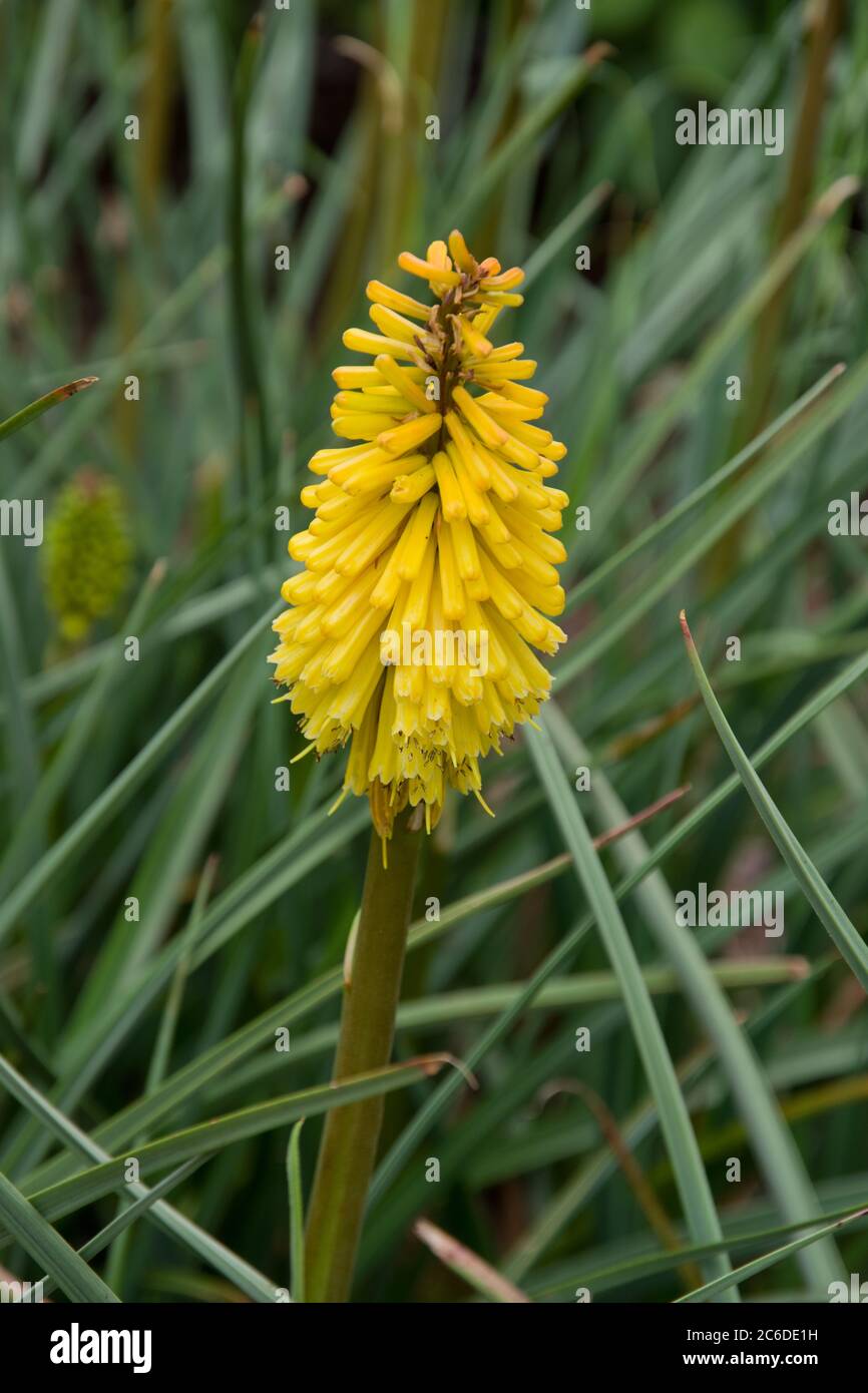 Torch plant hi-res stock photography and images - Alamy