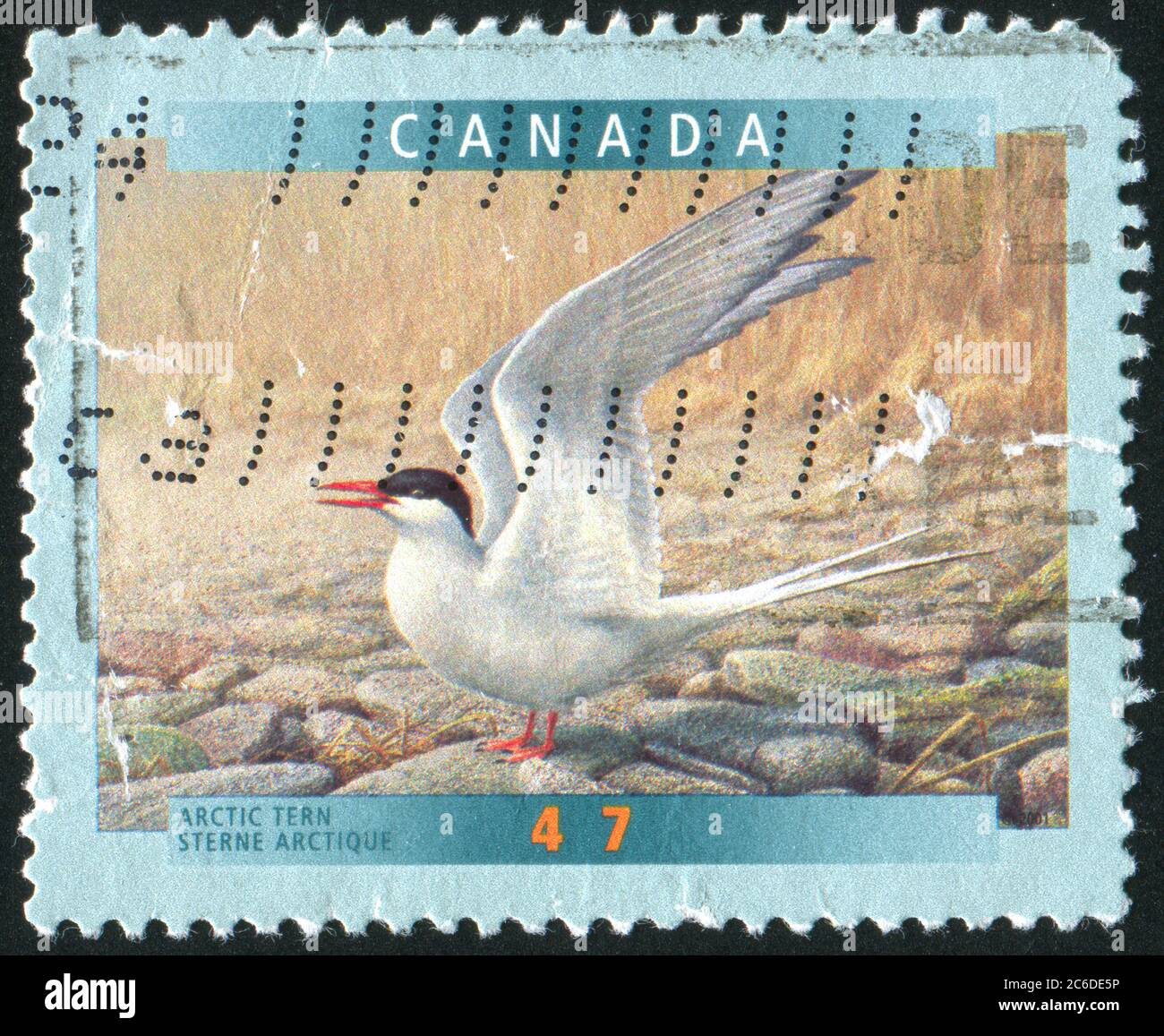 CANADA - CIRCA 2001: stamp printed by Canada, shows Arctic tern, circa ...