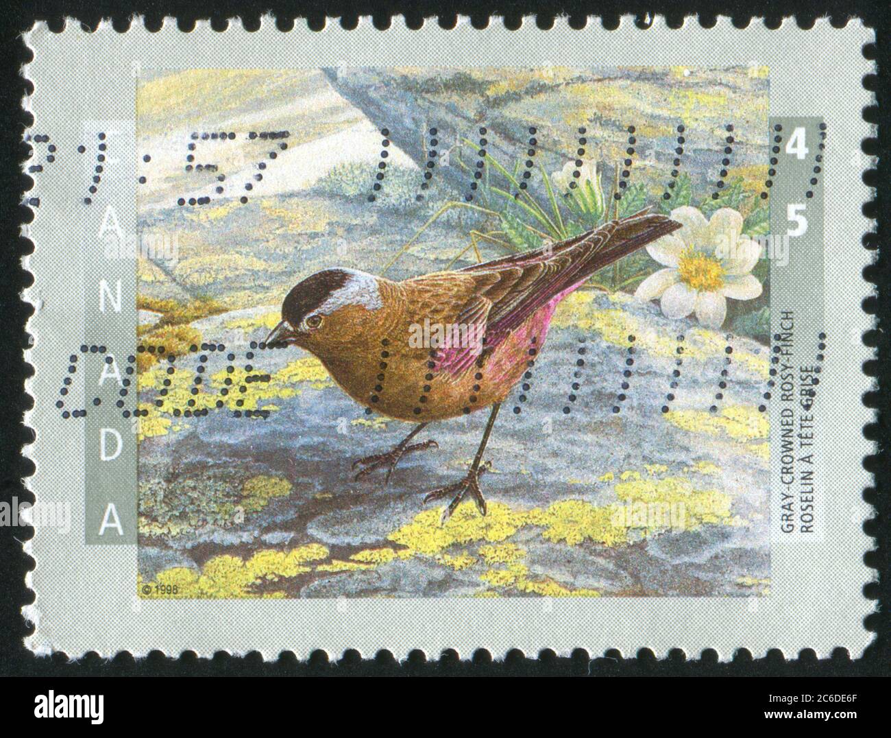 CANADA - CIRCA 1998: stamp printed by Canada, shows Gray-crowned rosy ...