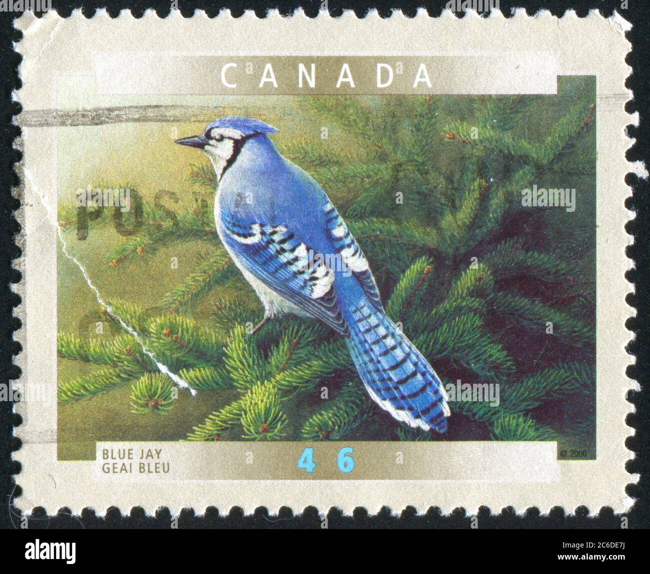 CANADA - CIRCA 2000: stamp printed by Canada, shows Blue jay, circa ...