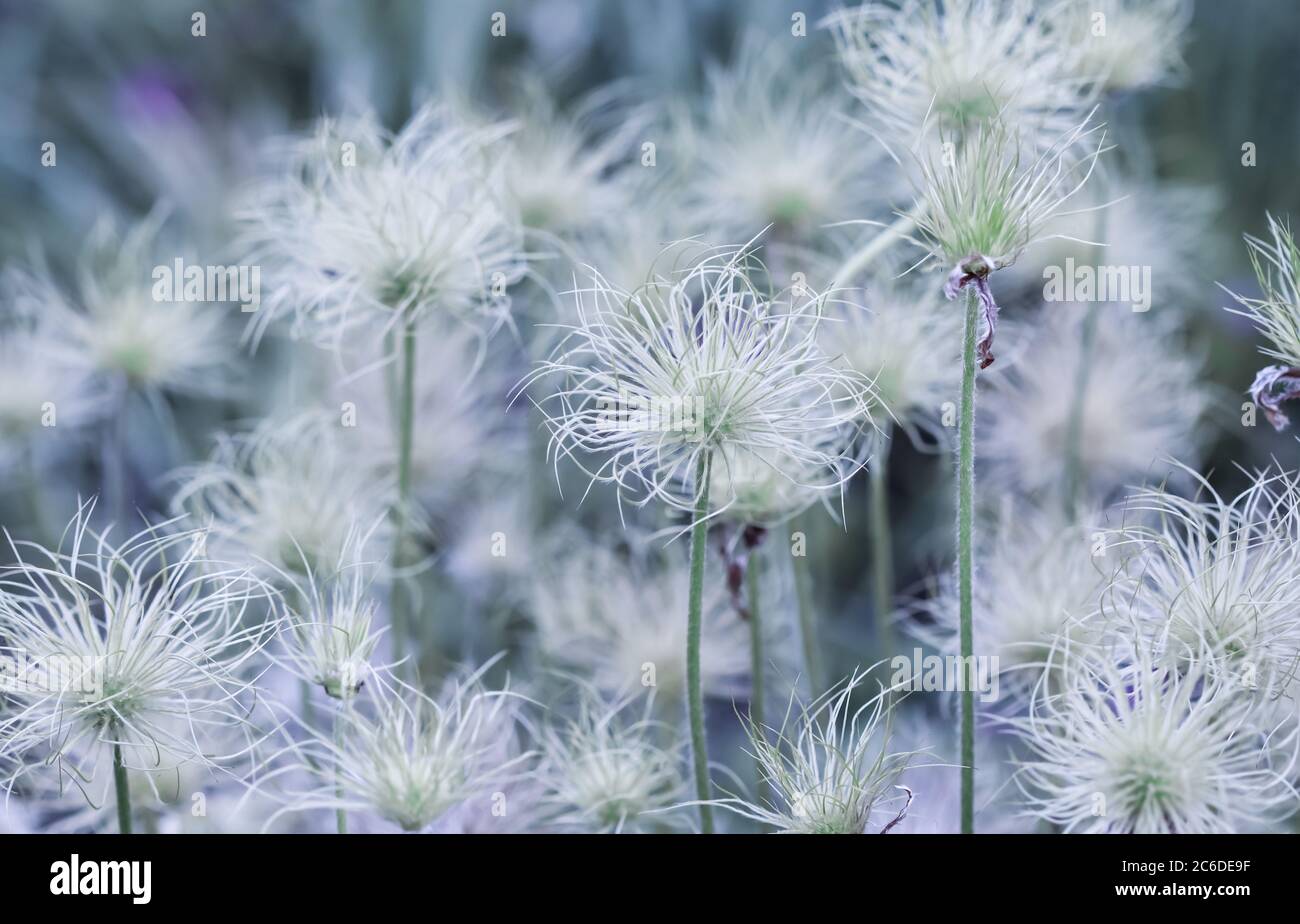 Alpine anemone (Pulsatilla alpina apiifolia) fruits in the garden ...