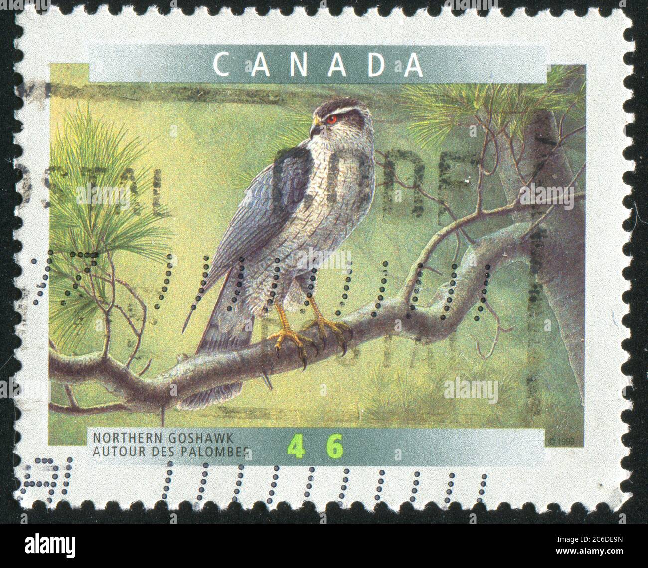 CANADA - CIRCA 1999: stamp printed by Canada, shows Northern goshawk ...