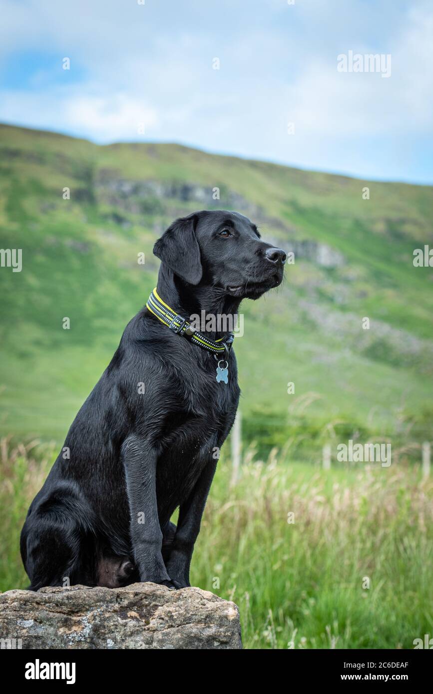 Black Labrador retriever puppy sitting attentively on a rock in a field ...