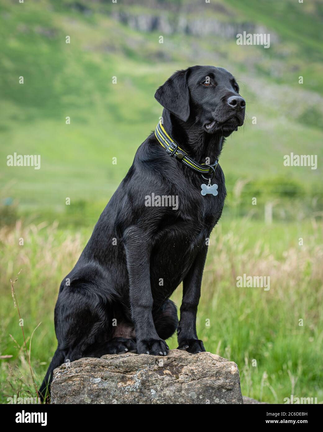 Labrador retriever dog puppy walking hi-res stock photography and ...