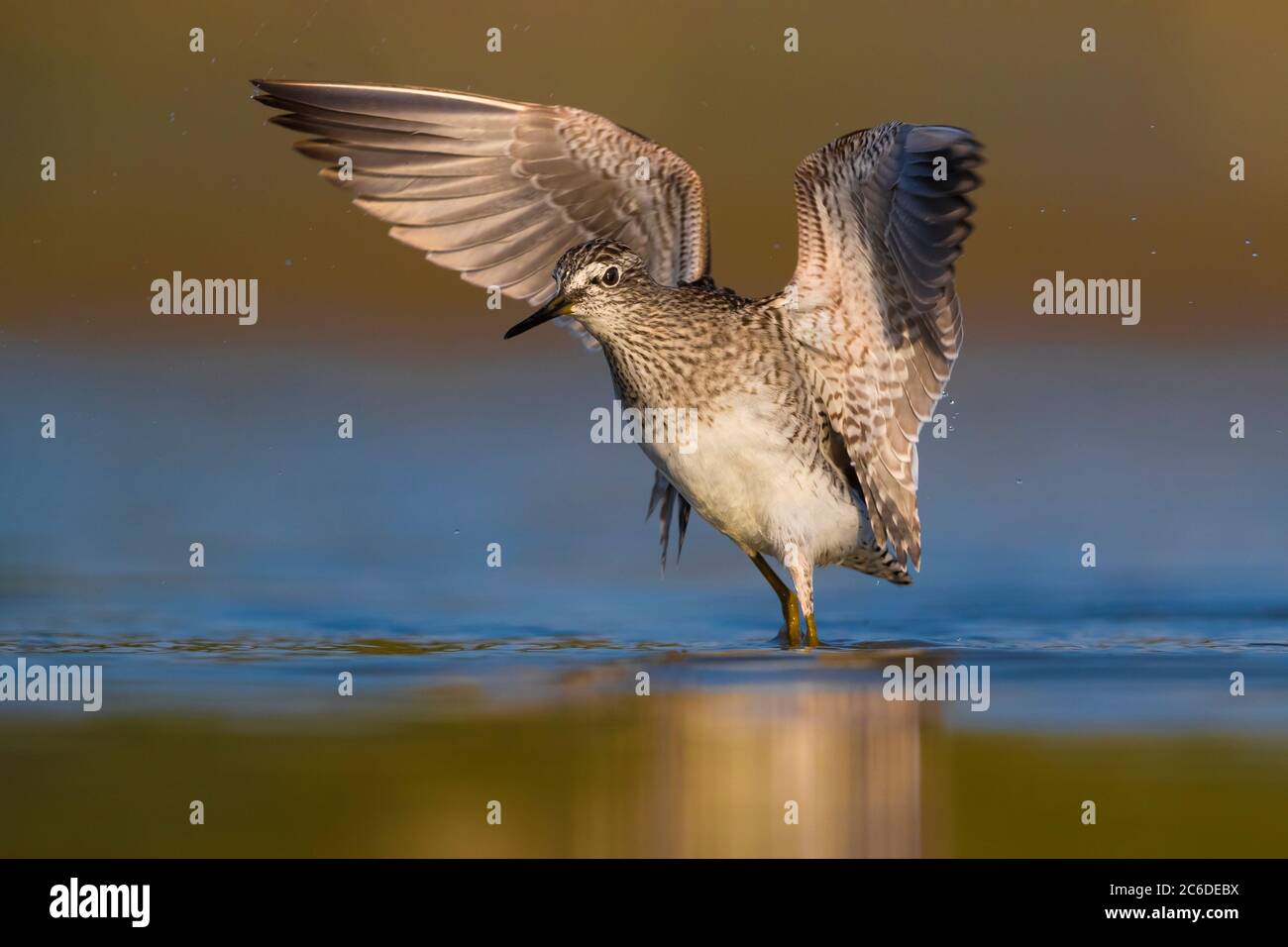 Adult Wood Sandpiper (Tringa glareola) flapping its wings on a small ...