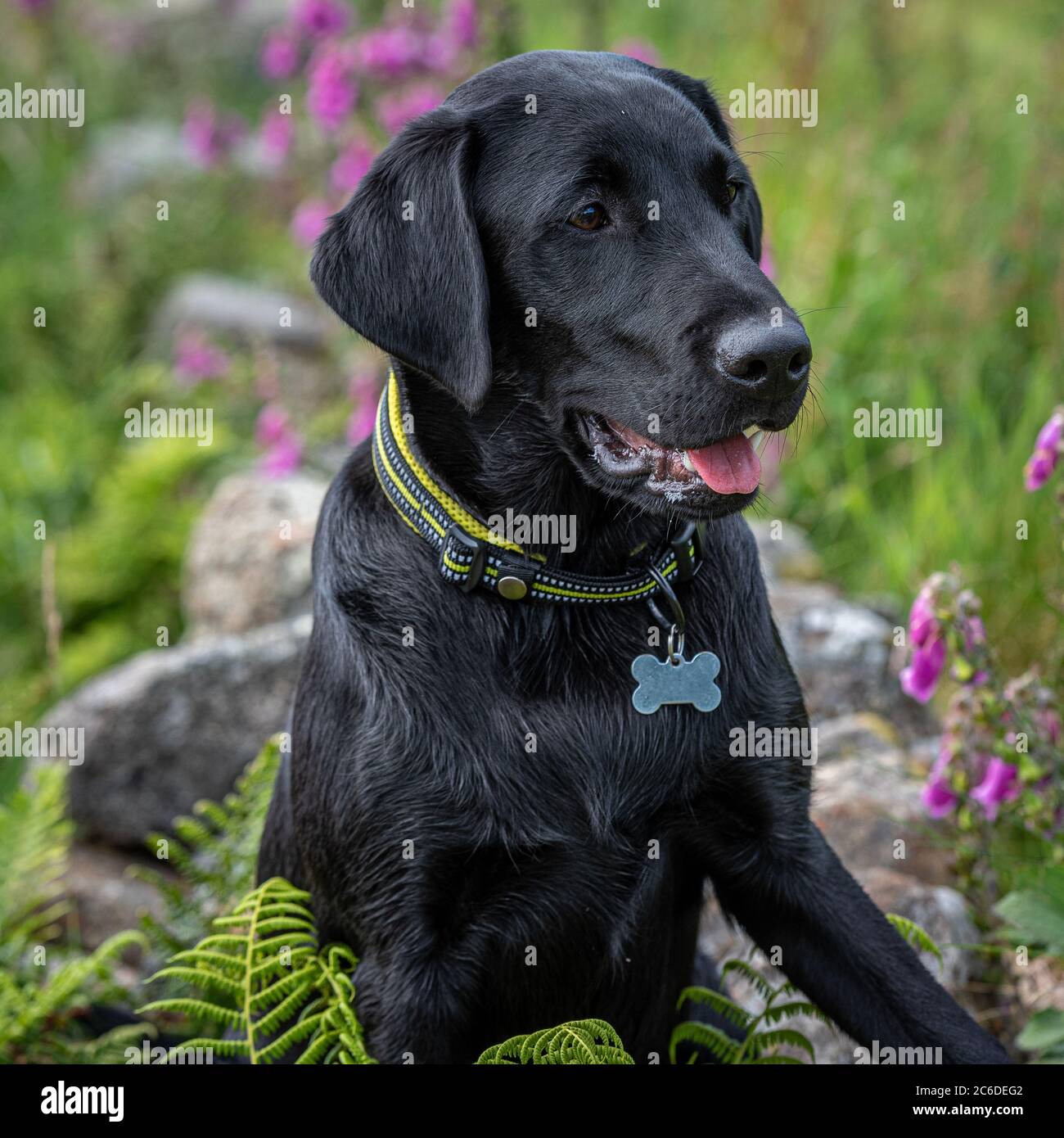 Old black labrador retriever hi-res stock photography and images - Alamy