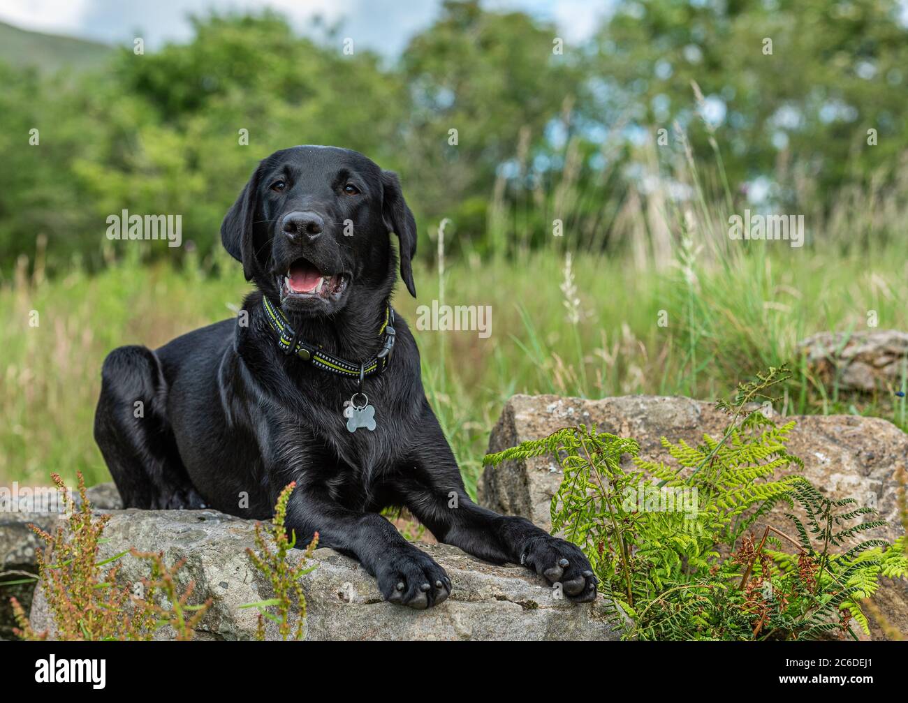 Black Labrador retriever puppy lying on a rock in a field of long grass ...