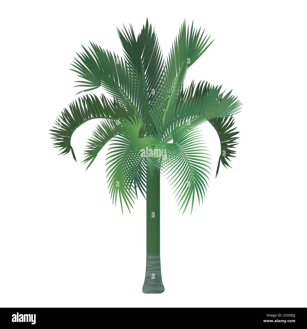 Vector tropical exotic high detailed palm tree isolated Stock Vector ...