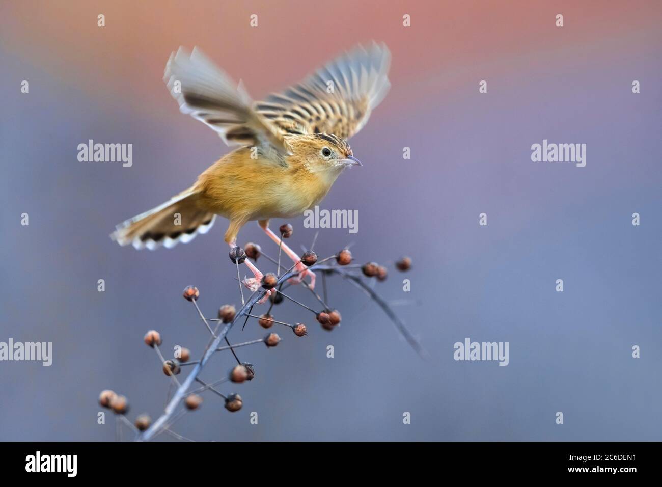 Zitting Cisticola (Cisticola juncidis) in winter and perched on a ...