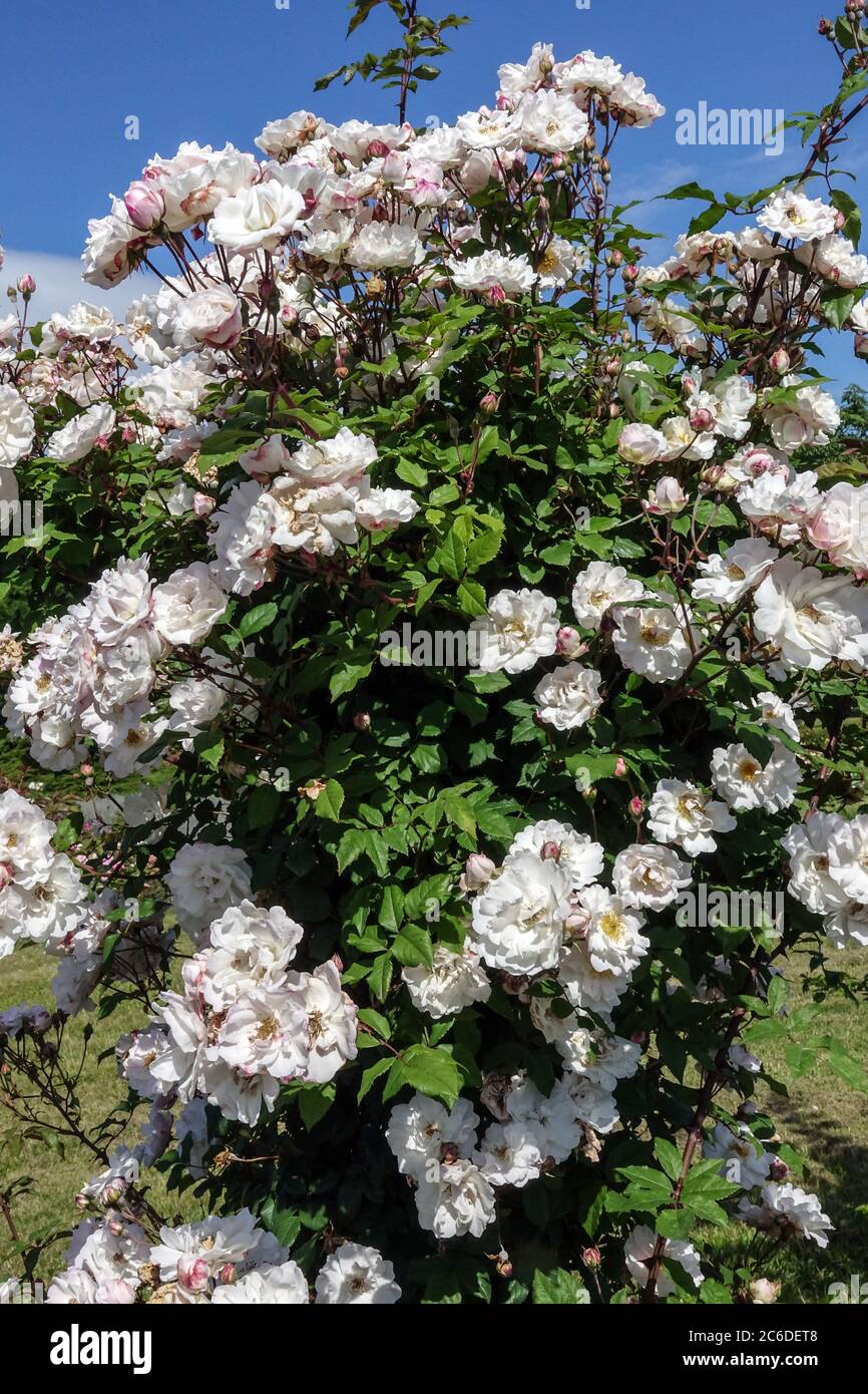 White shrub roses in garden June flowers White roses garden Stock Photo ...