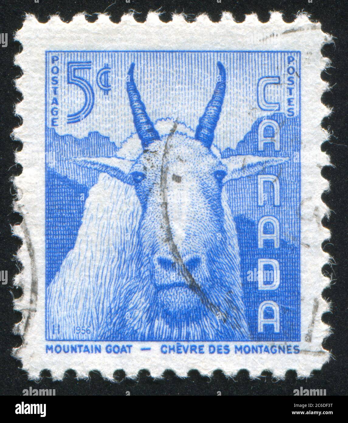 Chin goat hi-res stock photography and images - Alamy