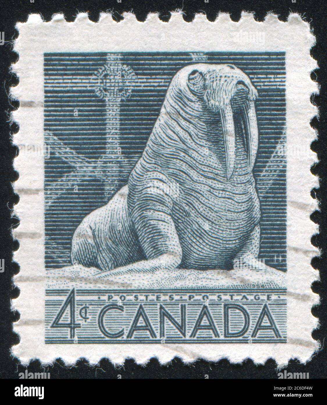 CANADA - CIRCA 1954: stamp printed by Canada, shows Walrus, circa 1954 ...