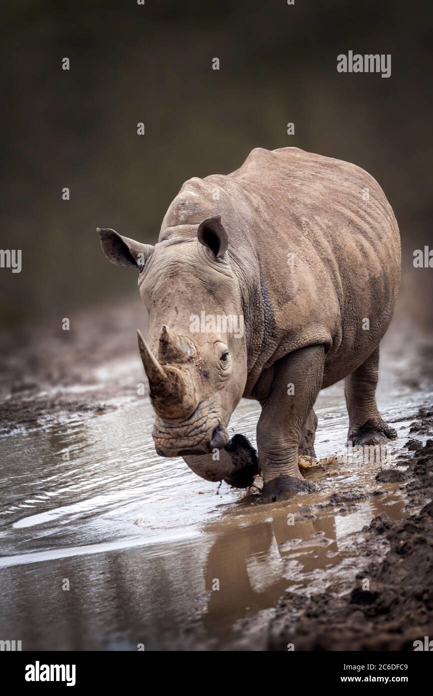 Rhinoceros animal portrait with a slight front view angle Stock Photo ...