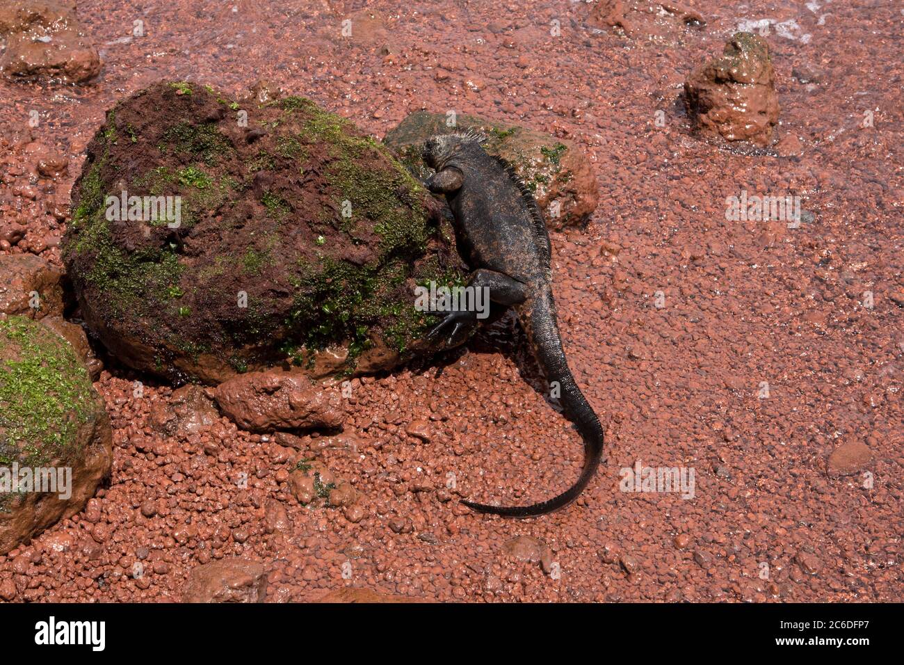 Marine iguana on the rocky lava shore off Rábida Island in the ...