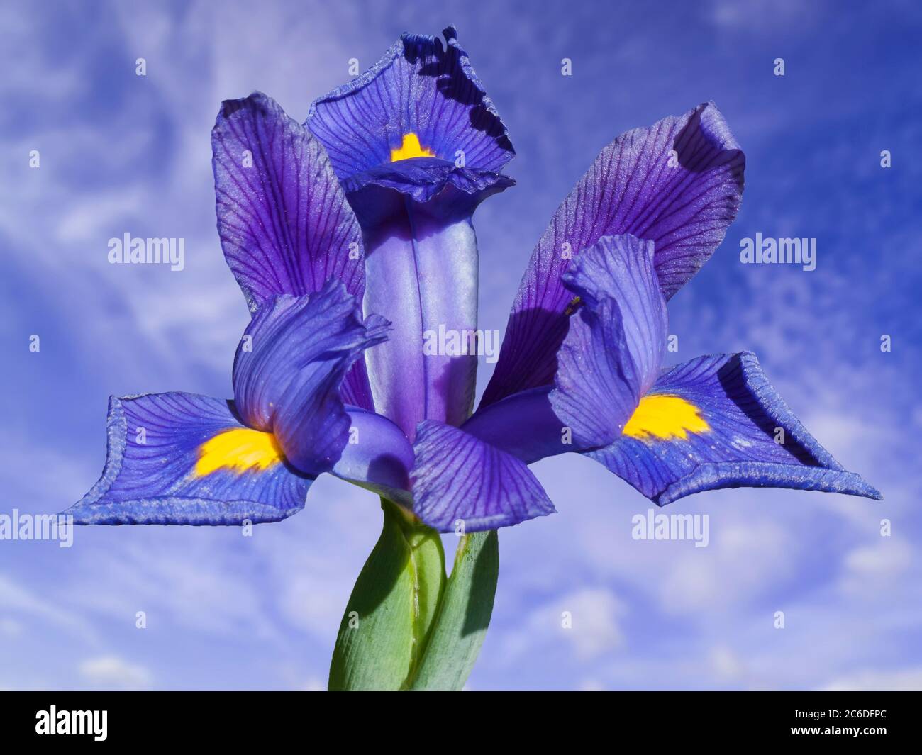 Iris reticulata which is a popular early flowering spring bulb Stock ...