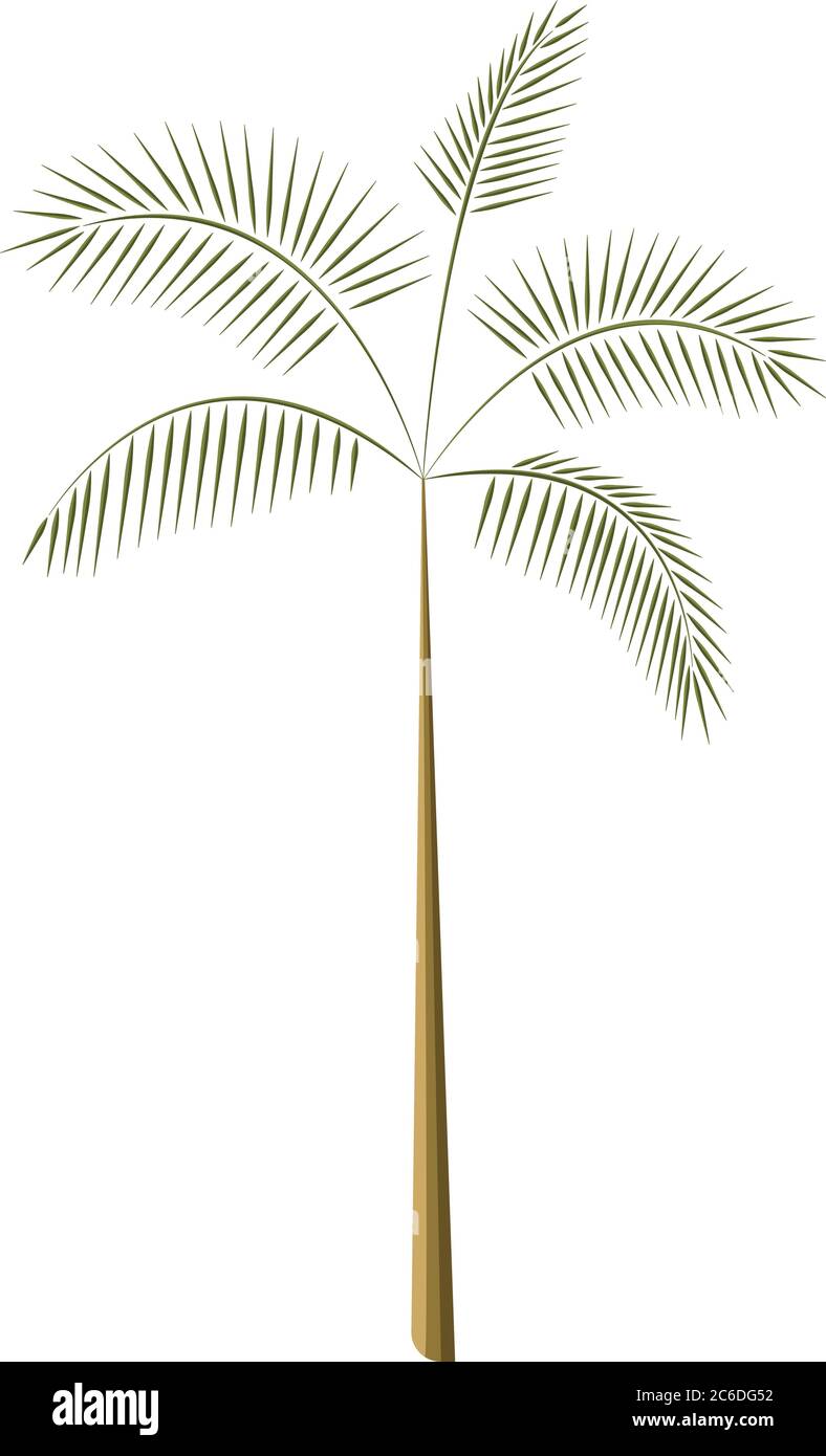 Palm tropical tree isolated vector Stock Vector Image & Art - Alamy