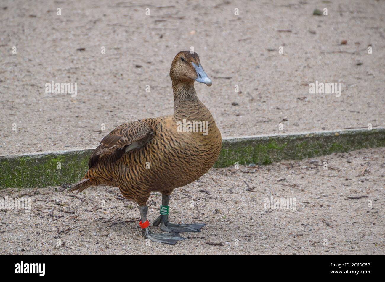 Tall duck hi-res stock photography and images - Alamy