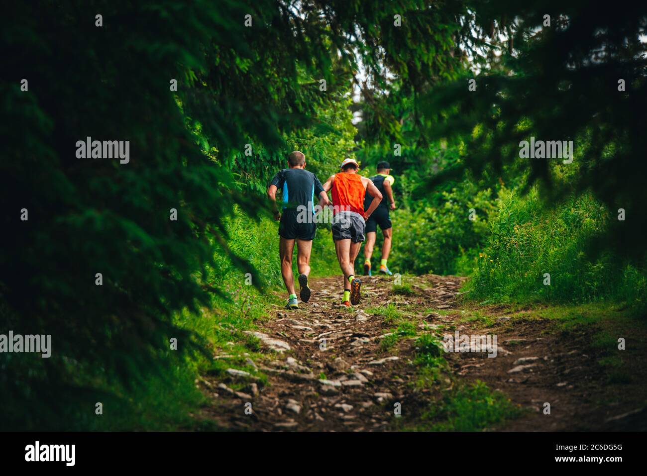 Trail running race, athletes in the forest Stock Photo - Alamy