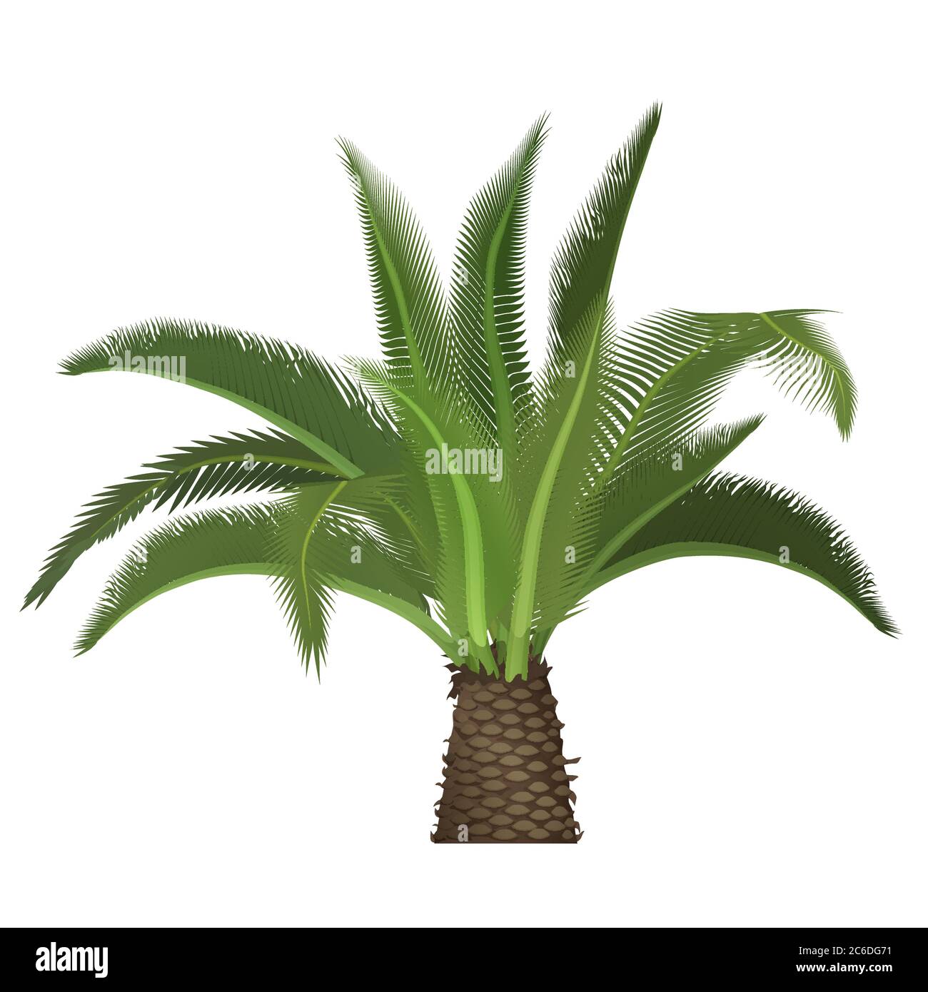 Vector tropical exotic high detailed palm tree isolated Stock Vector ...