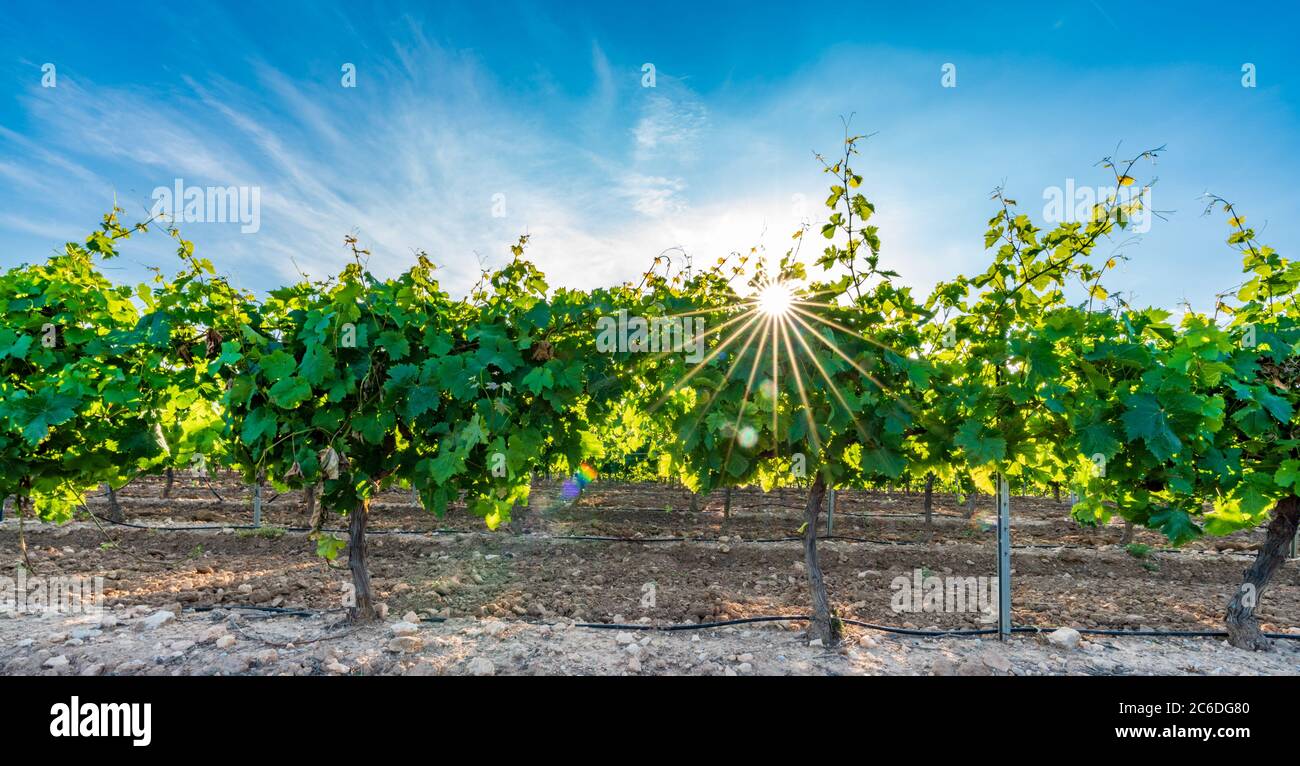 Vineyard at sunset with star shaped sun and blue sky Stock Photo - Alamy