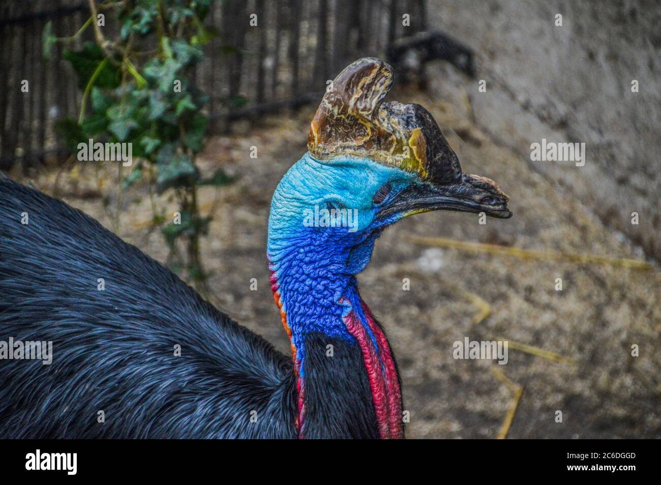 Cassowary eye hi-res stock photography and images - Alamy