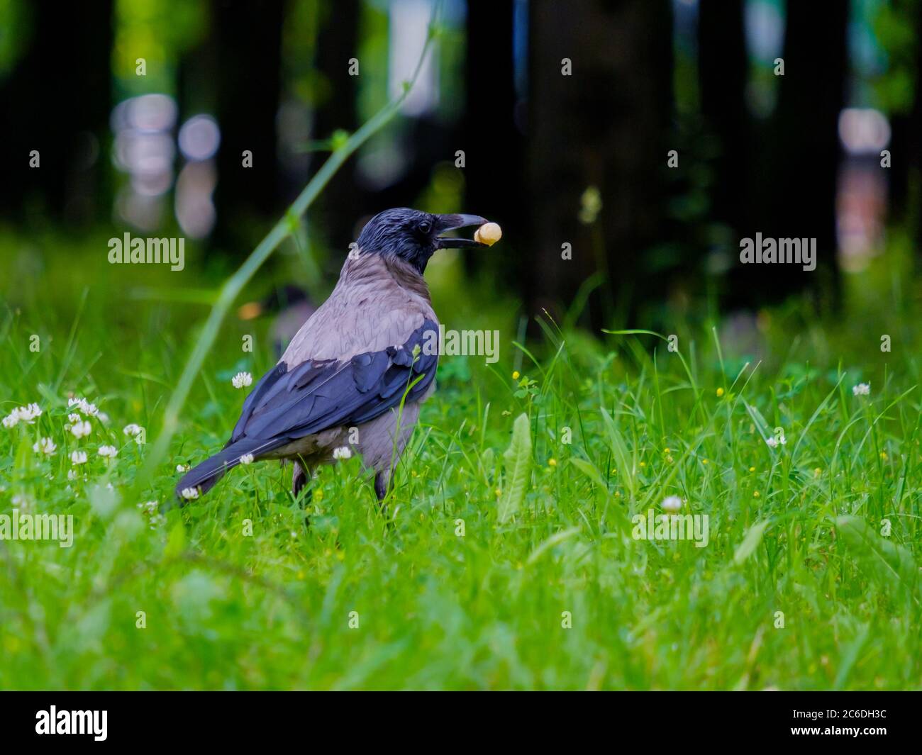 Selective focus on a gray raven holding corn sticks in its beak. Golden ...