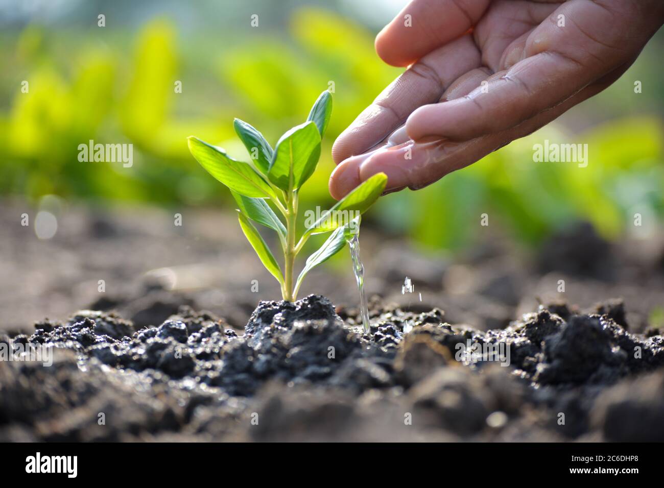 Farmer's hand watering a young plant. Earth day concept Stock Photo - Alamy