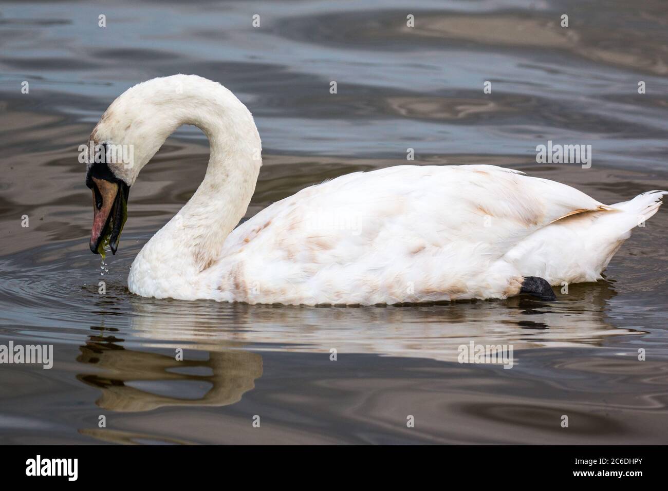 Swan floating on lake Stock Photo - Alamy