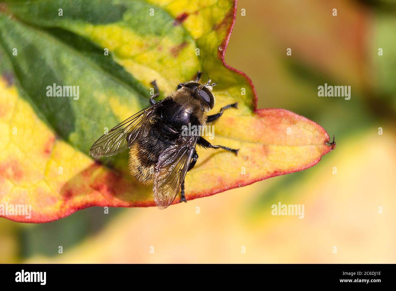 Bee insect on a Harlequin Plant flower leaf Stock Photo - Alamy