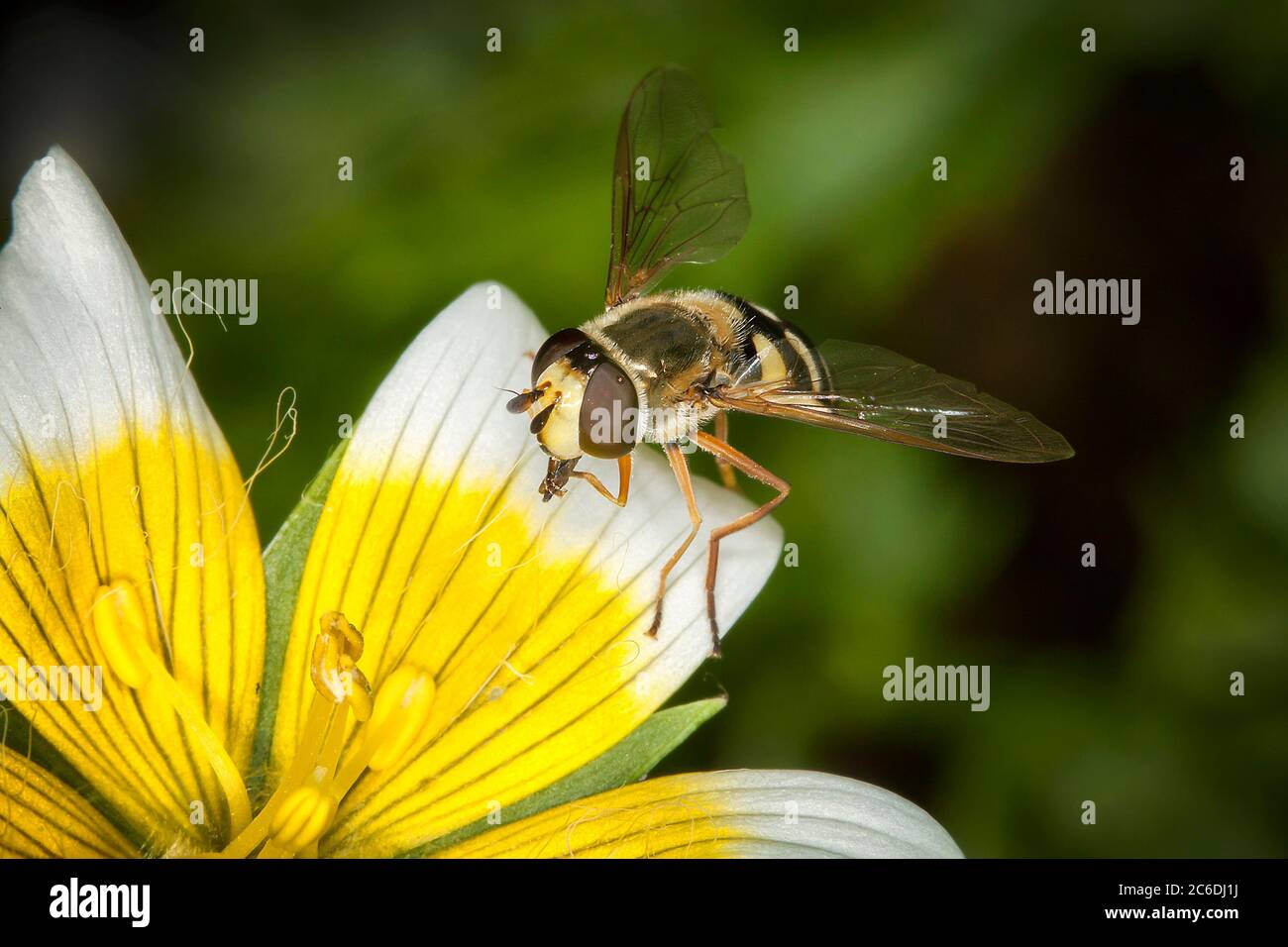 Hoverfly insect on a Poached Egg Plant flower Stock Photo - Alamy